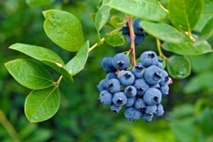 Blueberries – Berries Australia