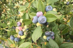 Varieties – Berries Australia