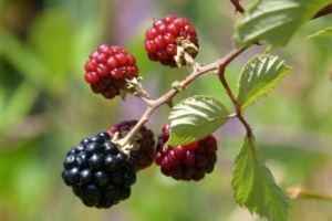 Rubus berries – Berries Australia