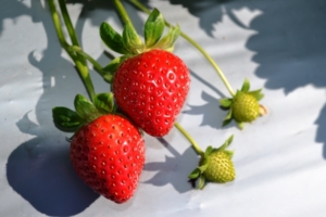 Varieties – Berries Australia