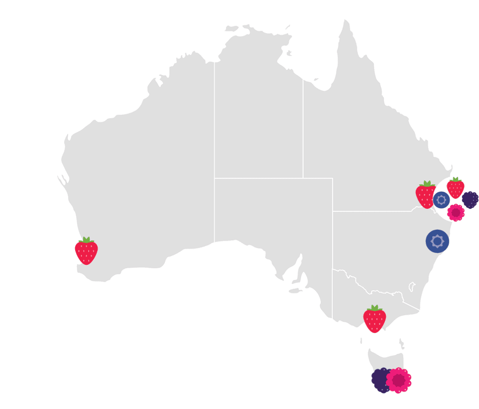 Meet the team – Berries Australia