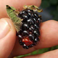 RB16000: Rubus industry minor use program – Berries Australia