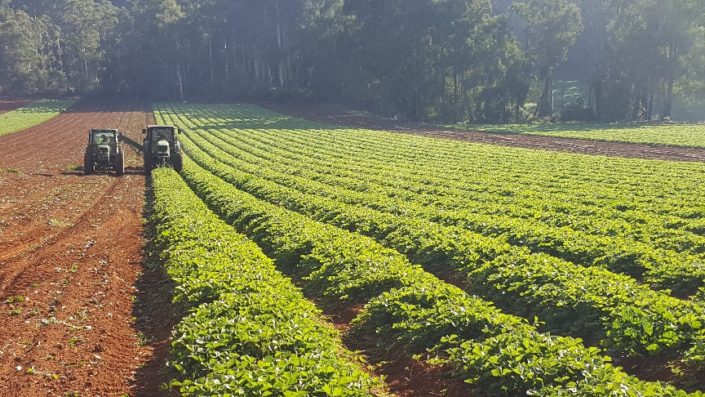 Runner Certification Schemes – Berries Australia