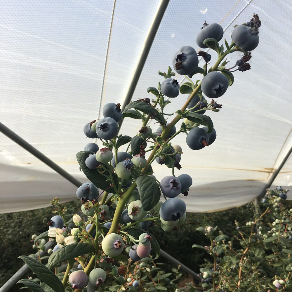 NEWS – Berries Australia