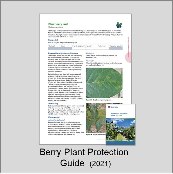 Blueberry Rust – Resources – Berries Australia
