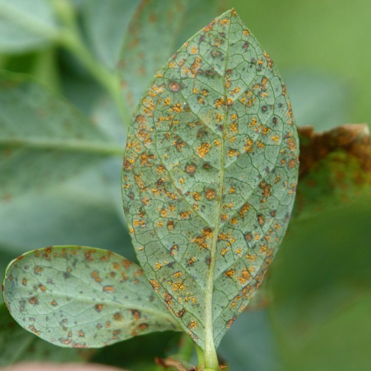 Blueberry Rust – Resources – Berries Australia