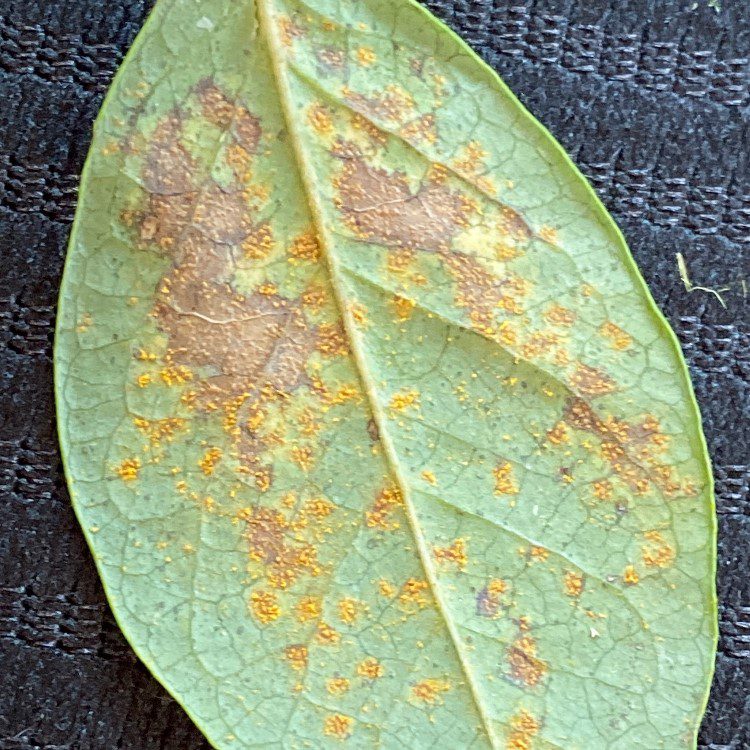 Blueberry Rust – Resources – Berries Australia