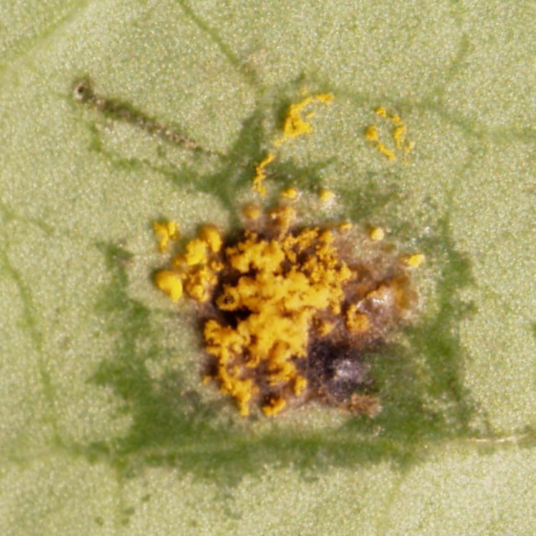 Blueberry Rust – Resources – Berries Australia