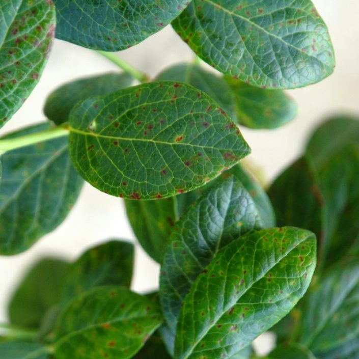 Blueberry Rust – Resources – Berries Australia