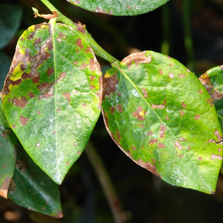 Blueberry Rust – Resources – Berries Australia