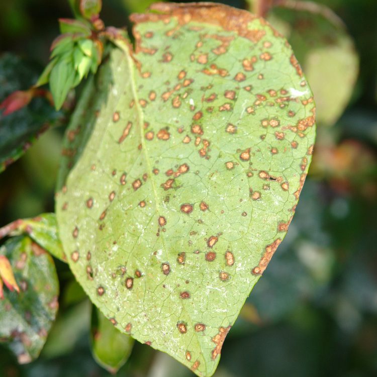 Blueberry Rust – Resources – Berries Australia