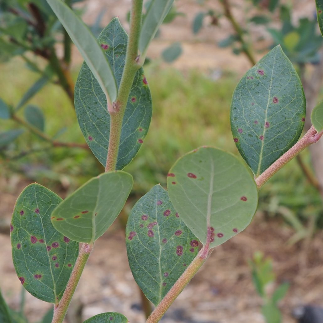 Blueberry Rust – Resources – Berries Australia