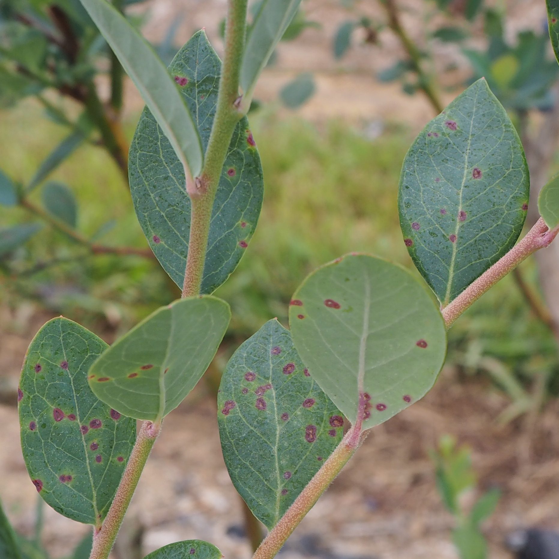 Blueberry Rust – Resources – Berries Australia