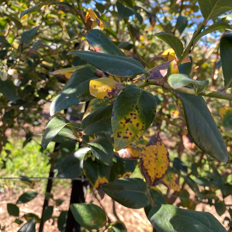 Blueberry Rust – Resources – Berries Australia