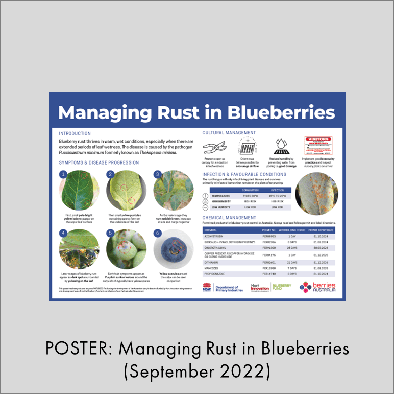 Blueberry Rust – Resources – Berries Australia