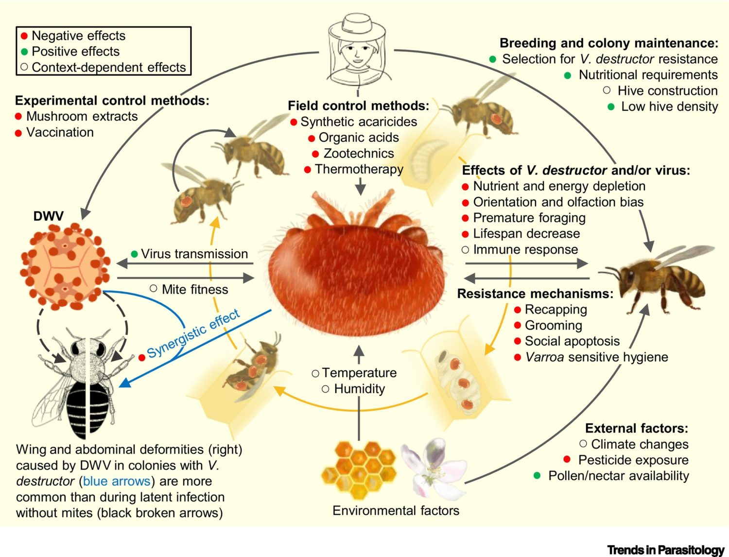 Varroa Mite – change to response strategy – Berries Australia