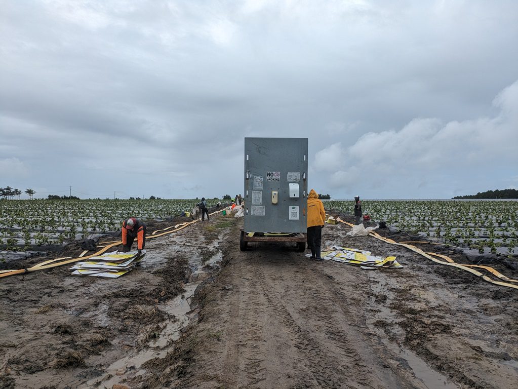 Runner planting QLD Berries Caboolture – Berries Australia