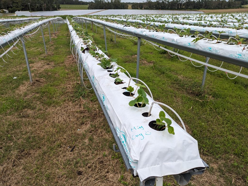 Strawberry Plugs – Pinata Wamuran – Berries Australia