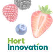 Rubus berries – Berries Australia