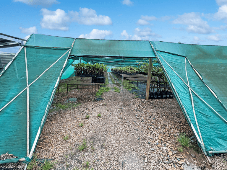 For Sale: Established Nursery Walkamin FNQ 20ha – Berries Australia