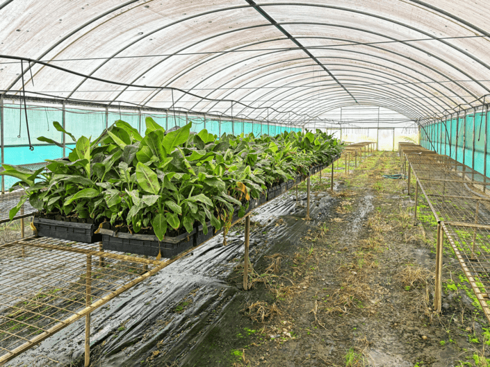 For Sale: Established Nursery Walkamin FNQ 20ha – Berries Australia